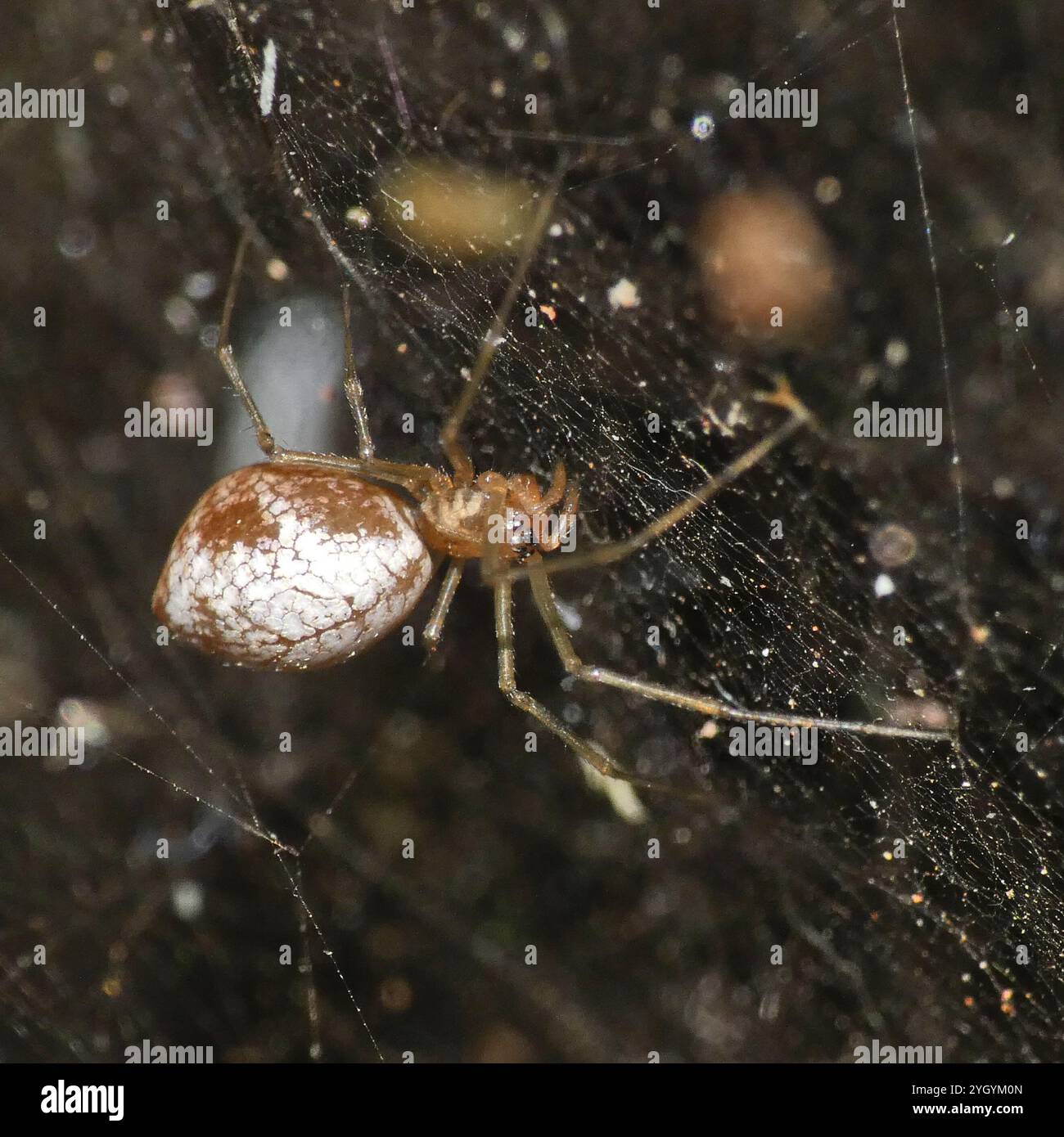 Sheetweb and Dwarf Weavers (Linyphiidae Stock Photo - Alamy