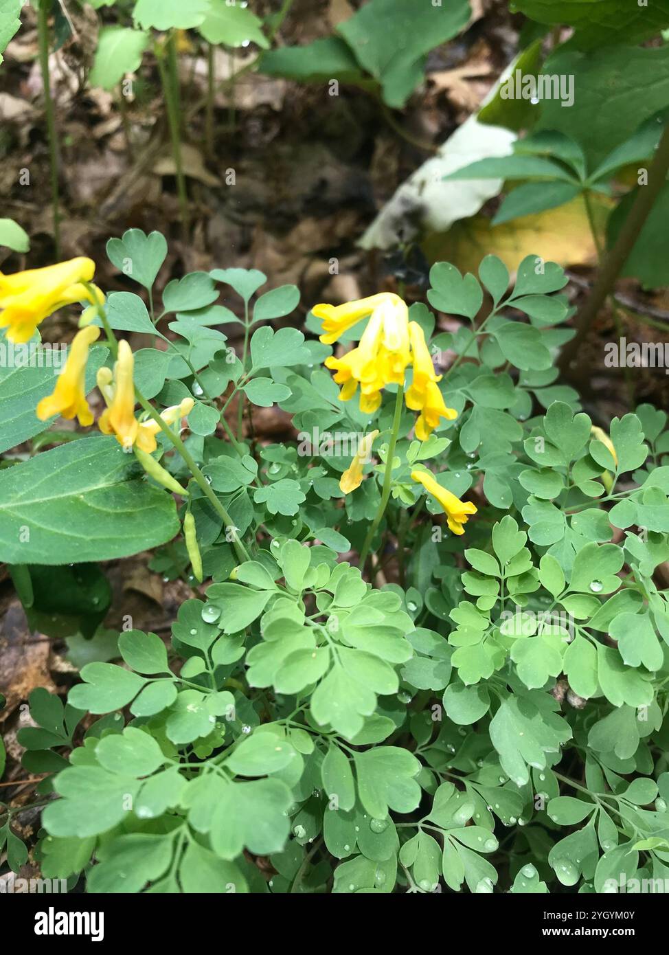 Yellow Fumitory (Pseudofumaria lutea Stock Photo - Alamy