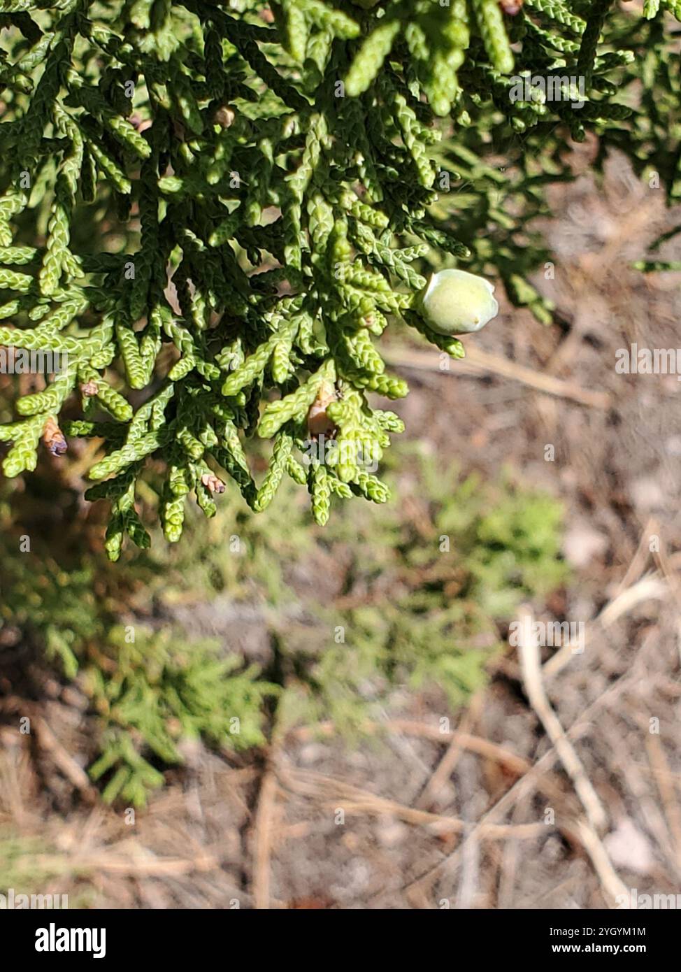 One-seed Juniper (Juniperus monosperma Stock Photo - Alamy