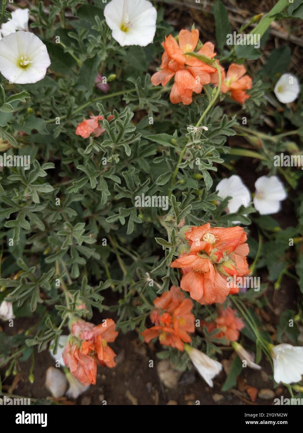 Scarlet Globemallow (Sphaeralcea coccinea Stock Photo - Alamy