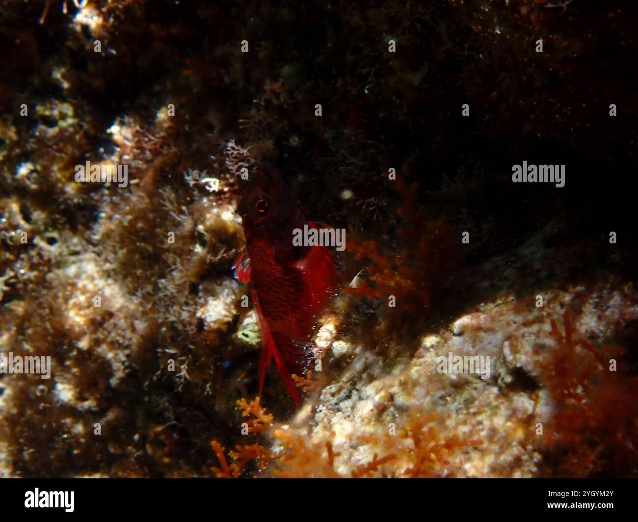 Red-black Triplefin (Tripterygion tripteronotum Stock Photo - Alamy