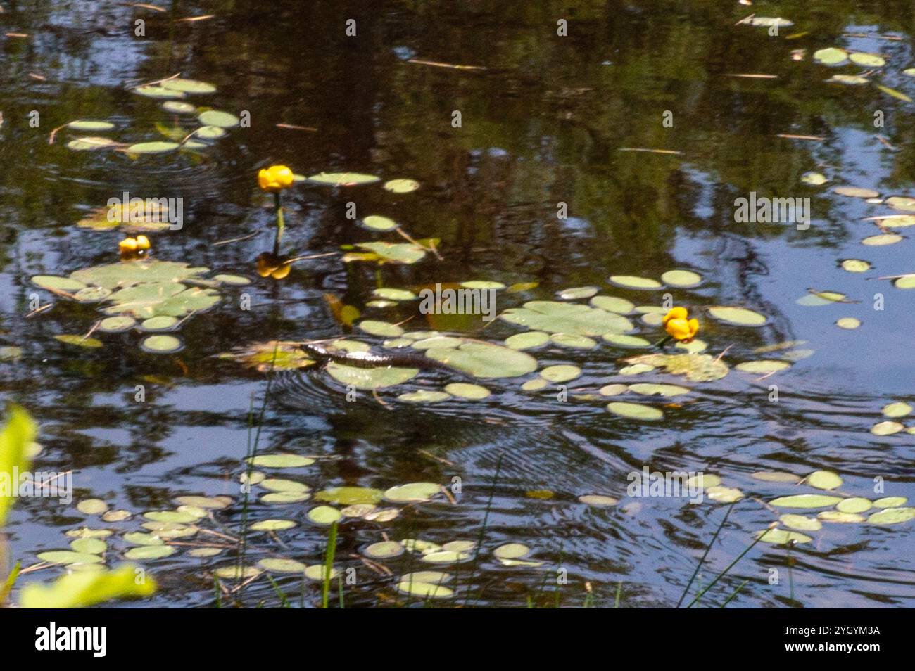 Northern Watersnake (Nerodia sipedon sipedon Stock Photo - Alamy