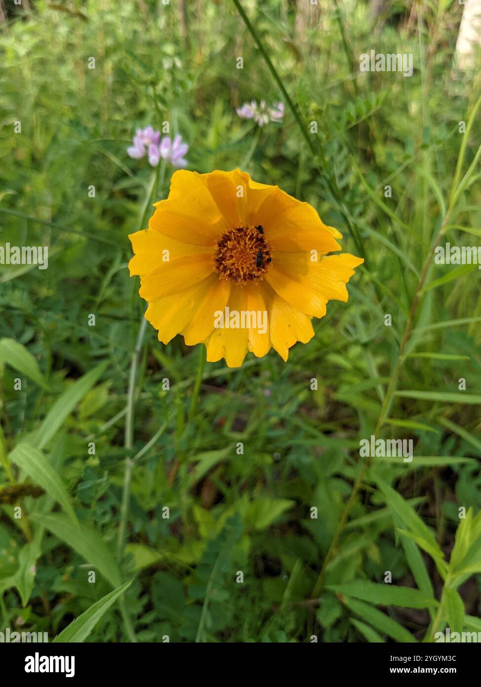 Lance-leaved Coreopsis (Coreopsis lanceolata Stock Photo - Alamy
