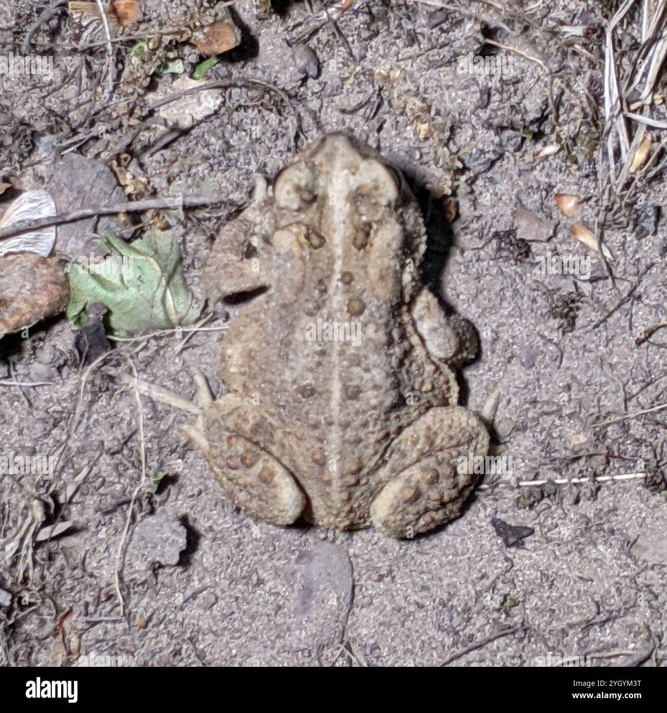 American Toad (Anaxyrus americanus Stock Photo - Alamy