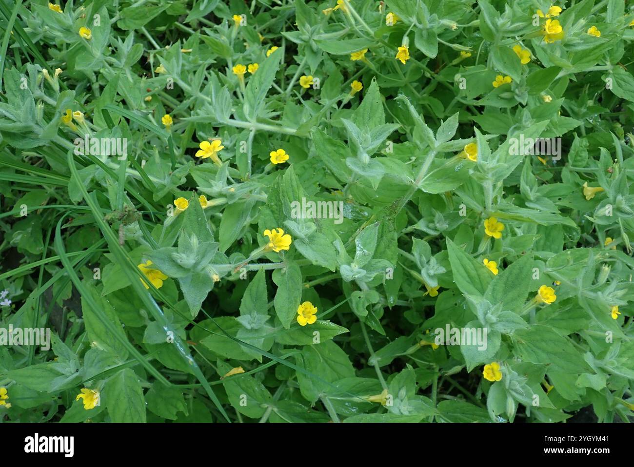 wing-leaf monkeyflower (Erythranthe ptilota Stock Photo - Alamy