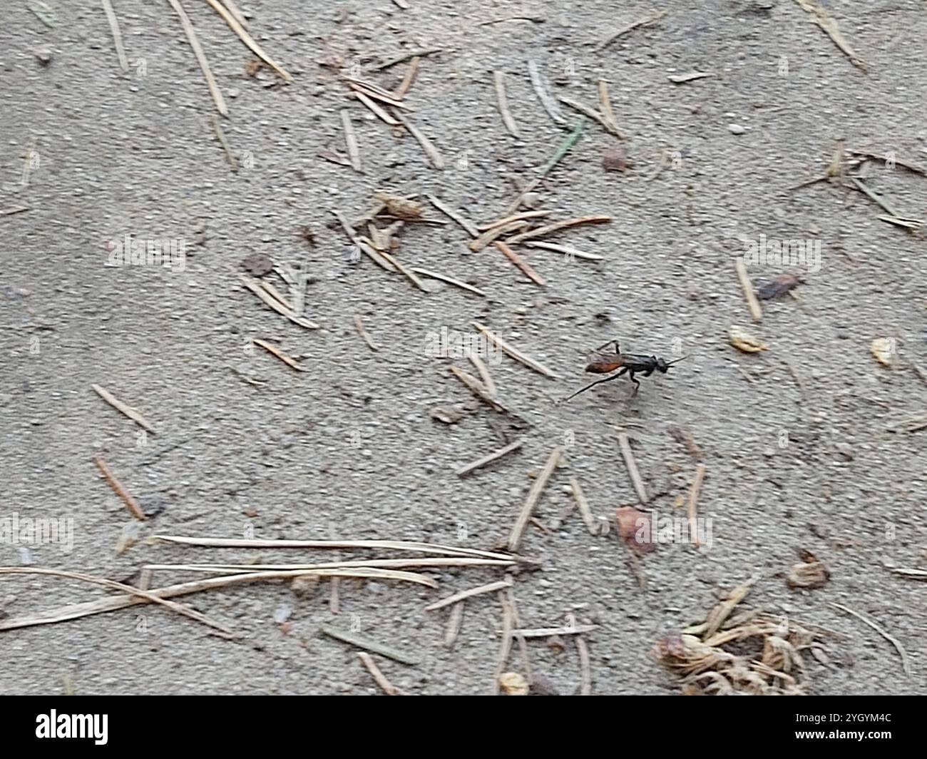 Spider Wasps (Pompilidae Stock Photo - Alamy