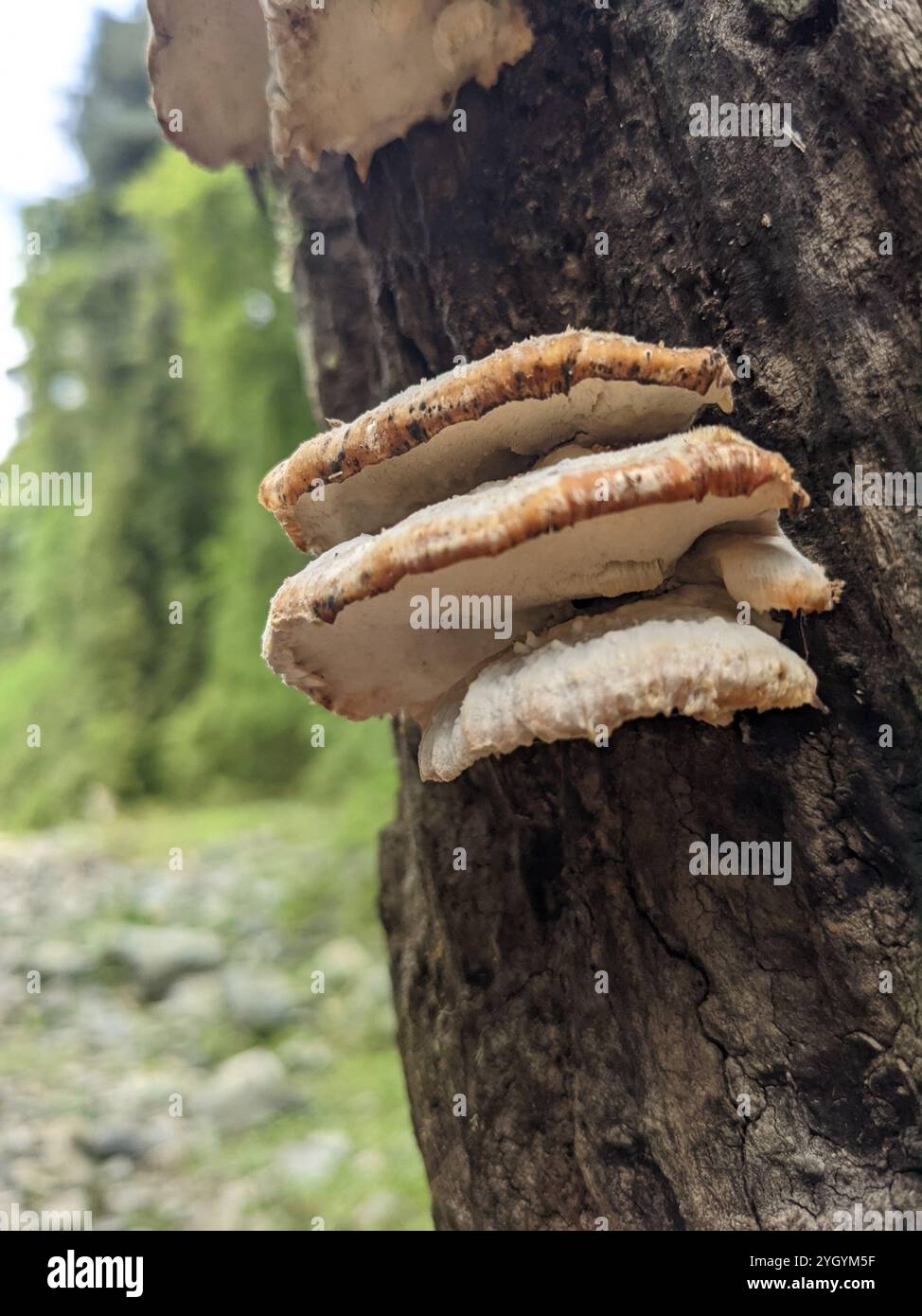 bracket fungi (Polyporaceae Stock Photo - Alamy