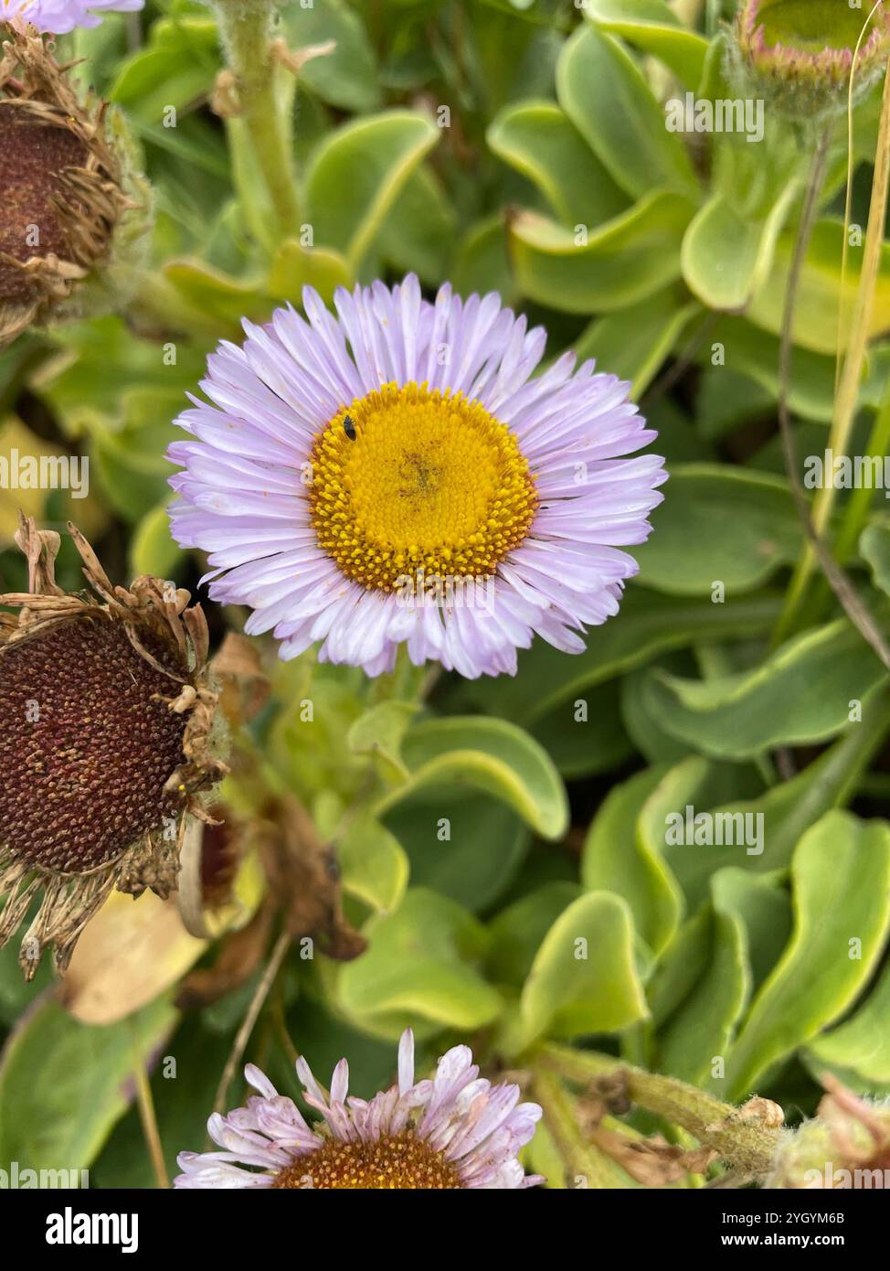 seaside daisy (Erigeron glaucus Stock Photo - Alamy