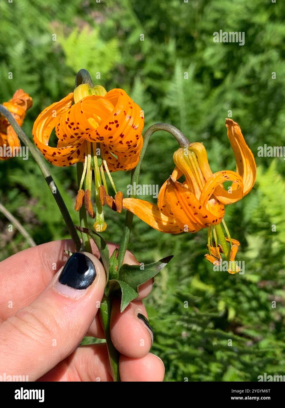 Columbia lily (Lilium columbianum Stock Photo - Alamy