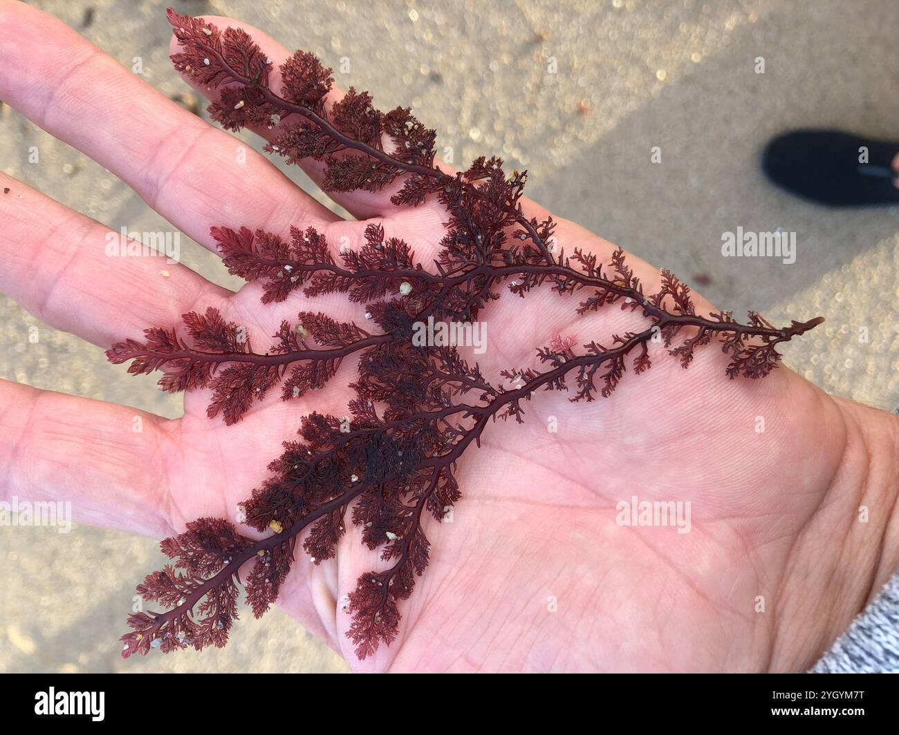 Plocamium cartilagineum hi-res stock photography and images - Alamy