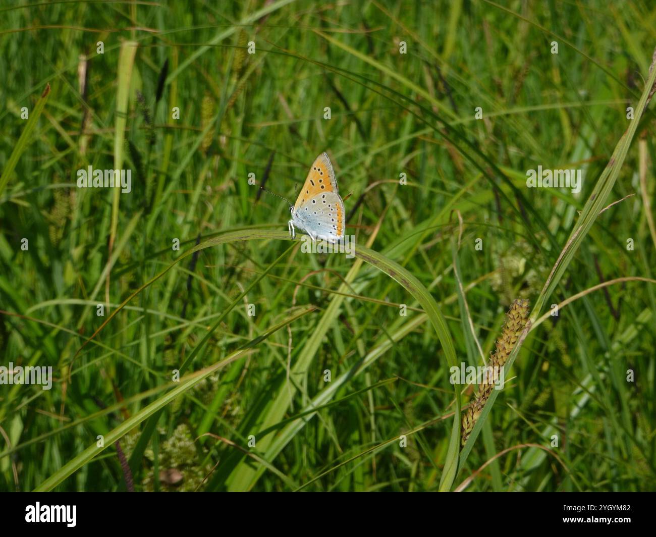 Large Copper (Lycaena dispar Stock Photo - Alamy