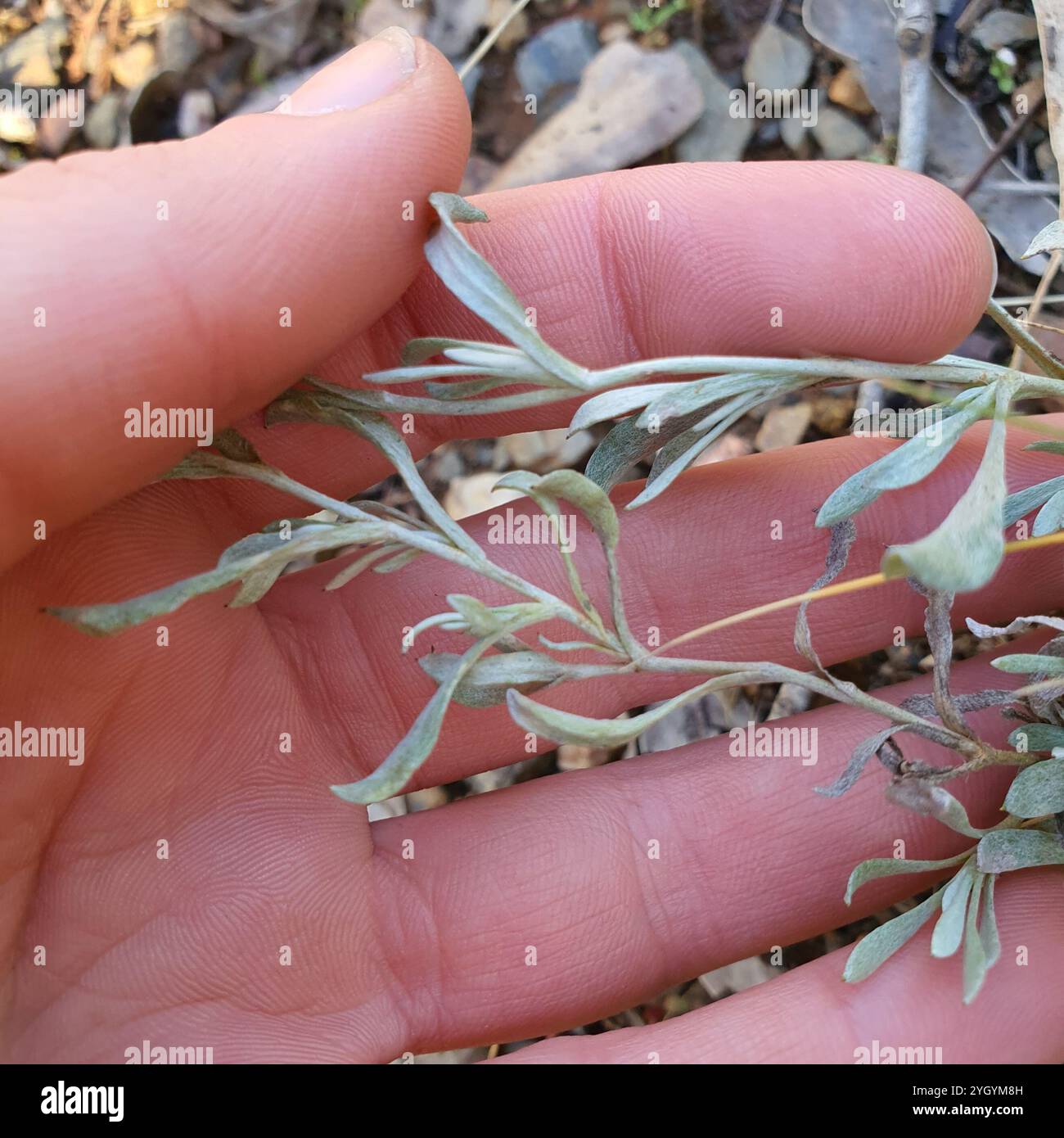 Common Everlasting (Chrysocephalum apiculatum Stock Photo - Alamy