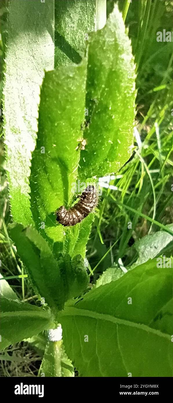 black-punctured leaf beetle (Galeruca tanaceti Stock Photo - Alamy