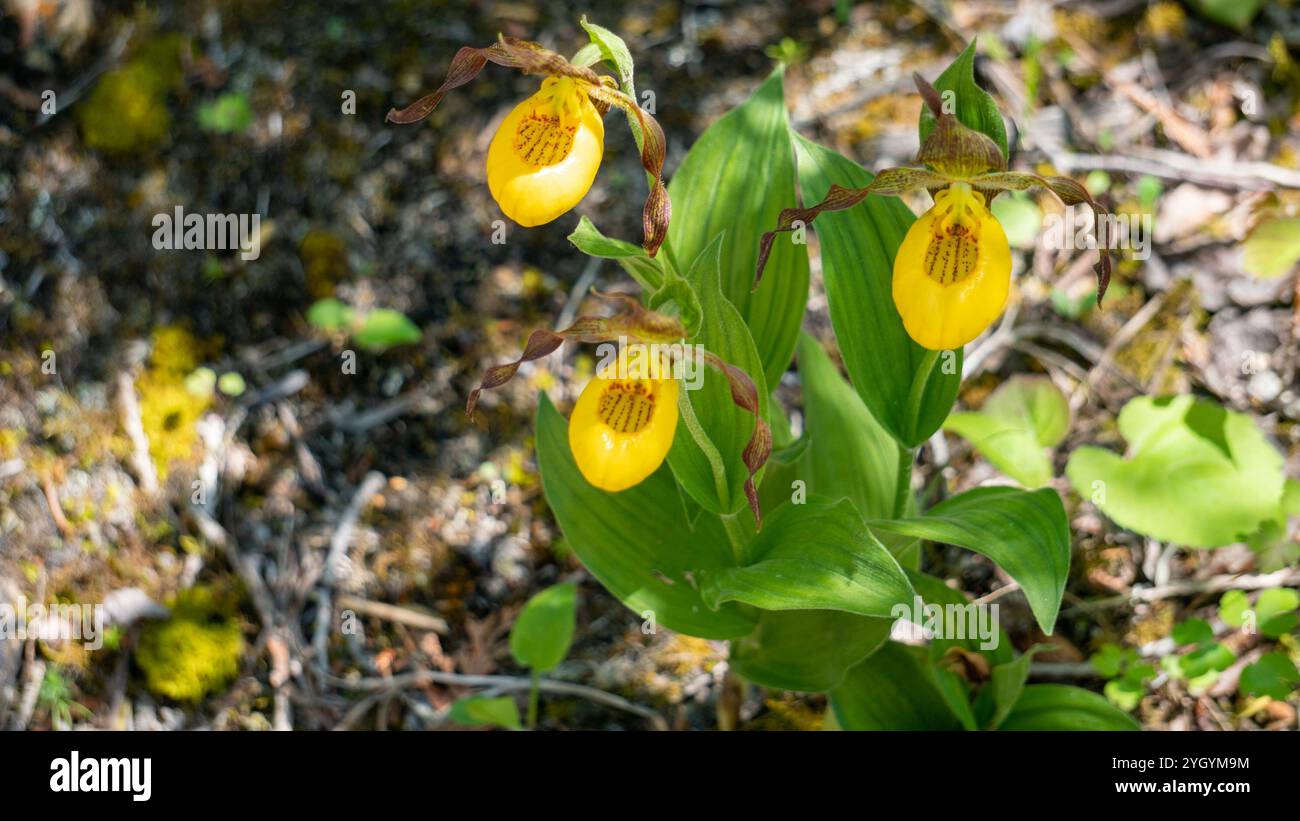 yellow lady's slipper (Cypripedium parviflorum Stock Photo - Alamy