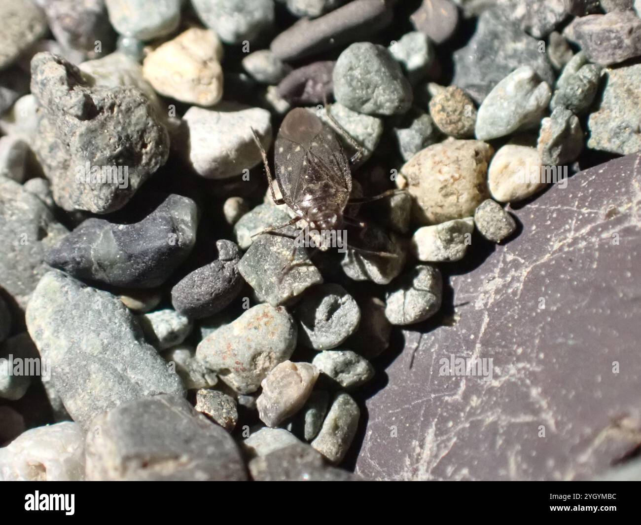 Shore bugs (Saldidae Stock Photo - Alamy