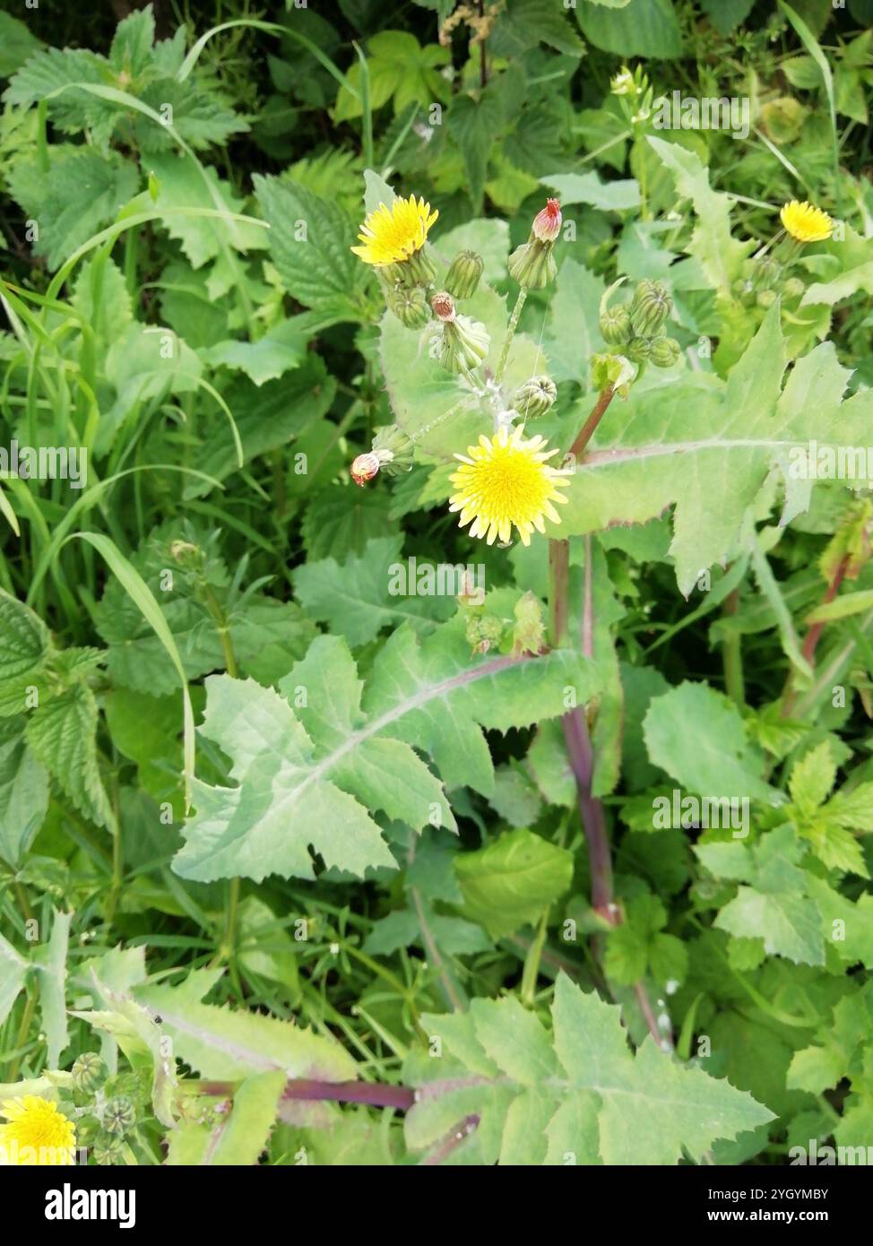 Common Sow-thistle (Sonchus oleraceus Stock Photo - Alamy
