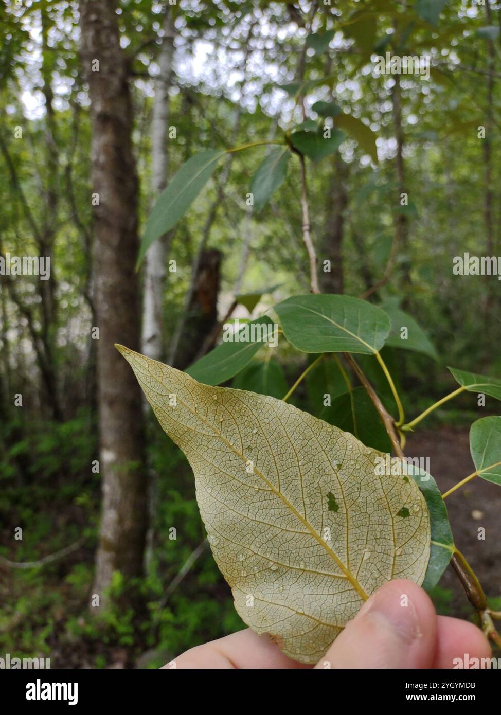black cottonwood (Populus trichocarpa Stock Photo - Alamy