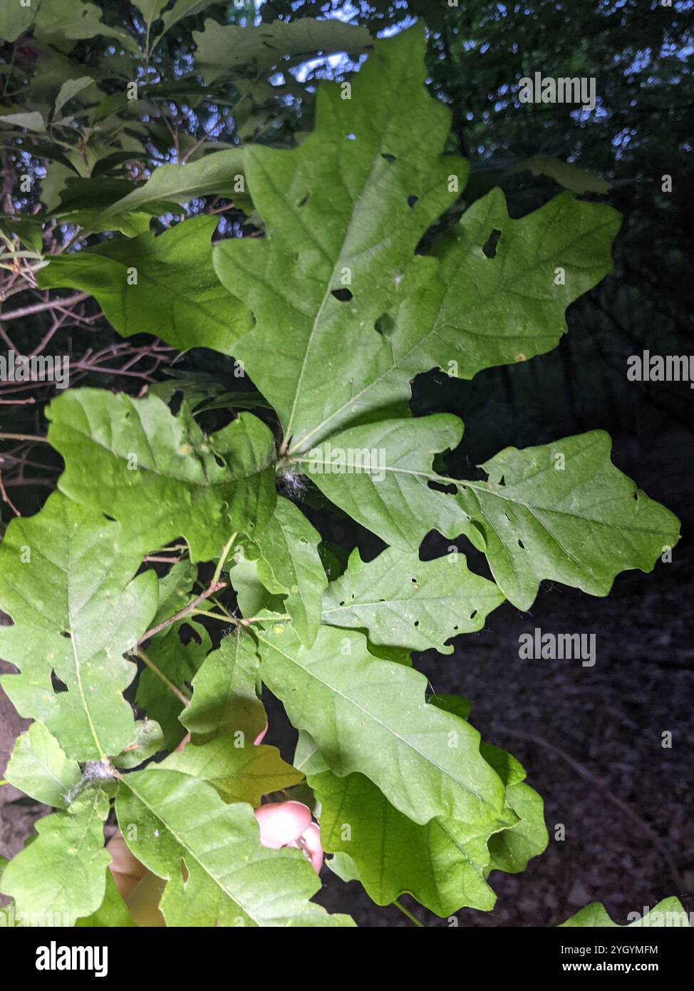 swamp white oak (Quercus bicolor Stock Photo - Alamy