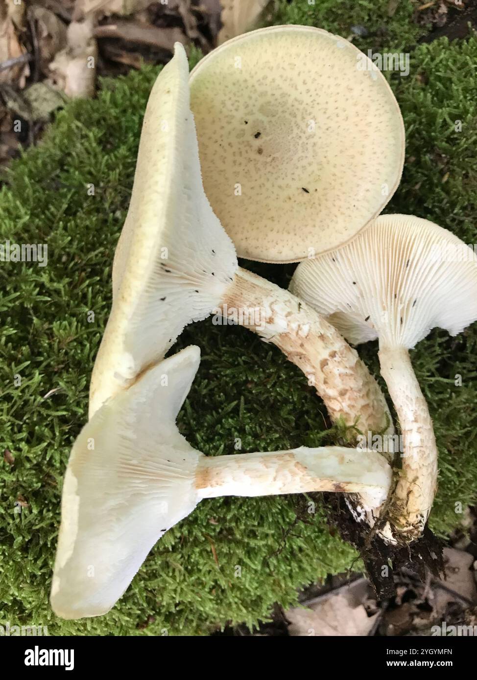 Trainwrecker (Neolentinus lepideus Stock Photo - Alamy