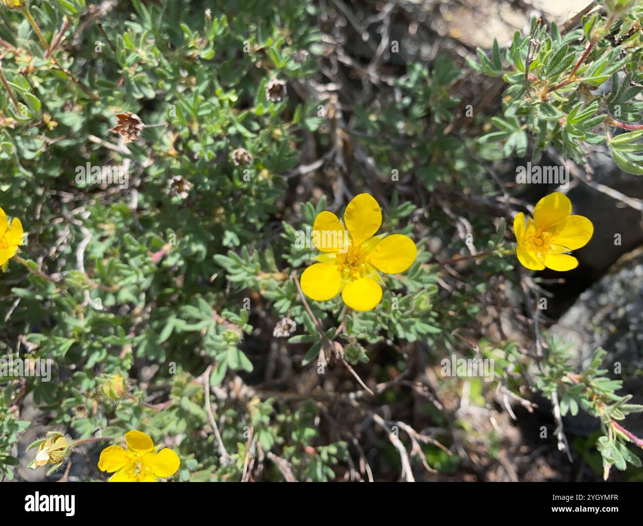 shrubby cinquefoil (Dasiphora fruticosa Stock Photo - Alamy