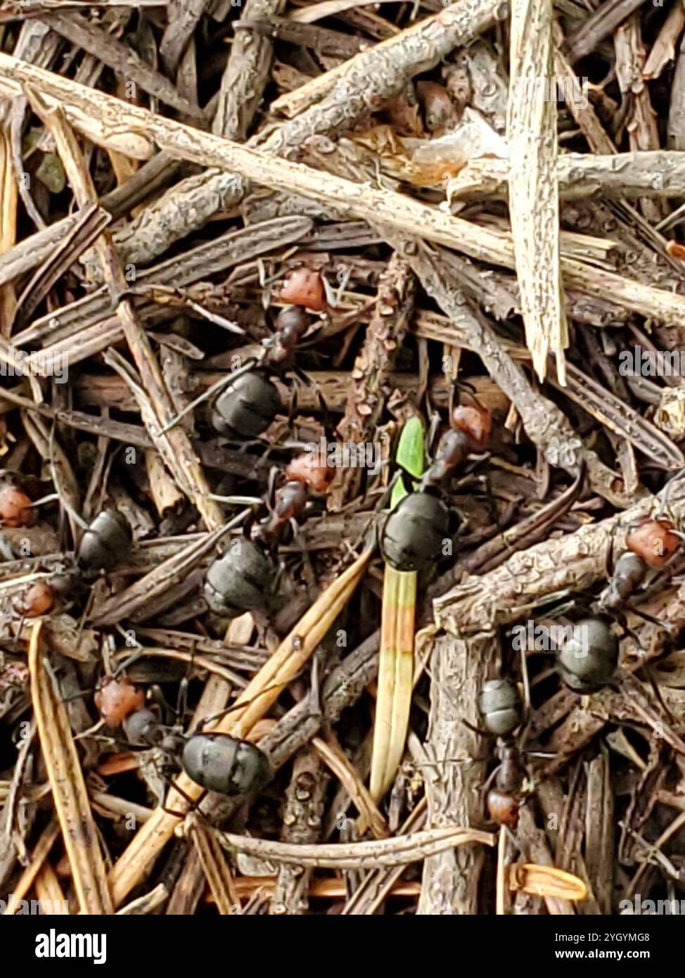 Western Thatching Ant (Formica obscuripes Stock Photo - Alamy