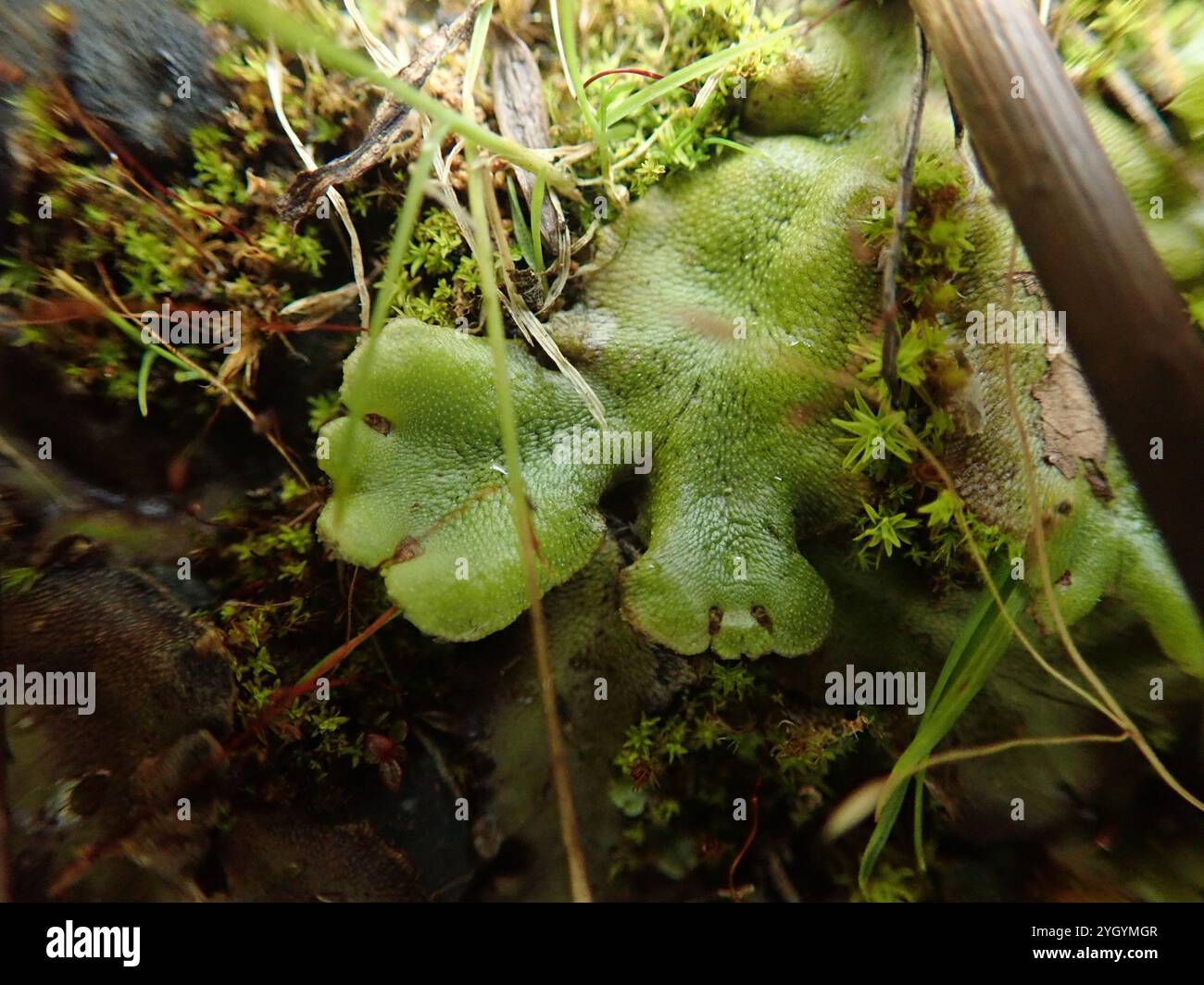 Common Liverwort (Marchantia polymorpha Stock Photo - Alamy