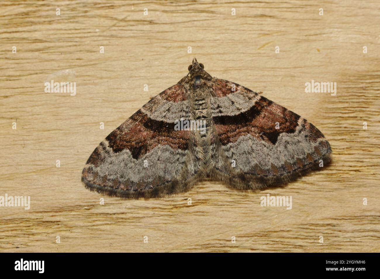 Flame Carpet (Xanthorhoe designata Stock Photo - Alamy