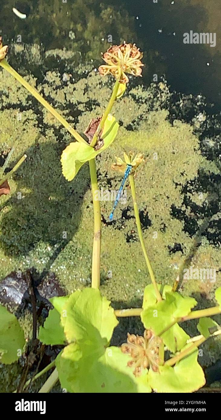 Narrow winged damselflies coenagrionidae hi-res stock photography and ...
