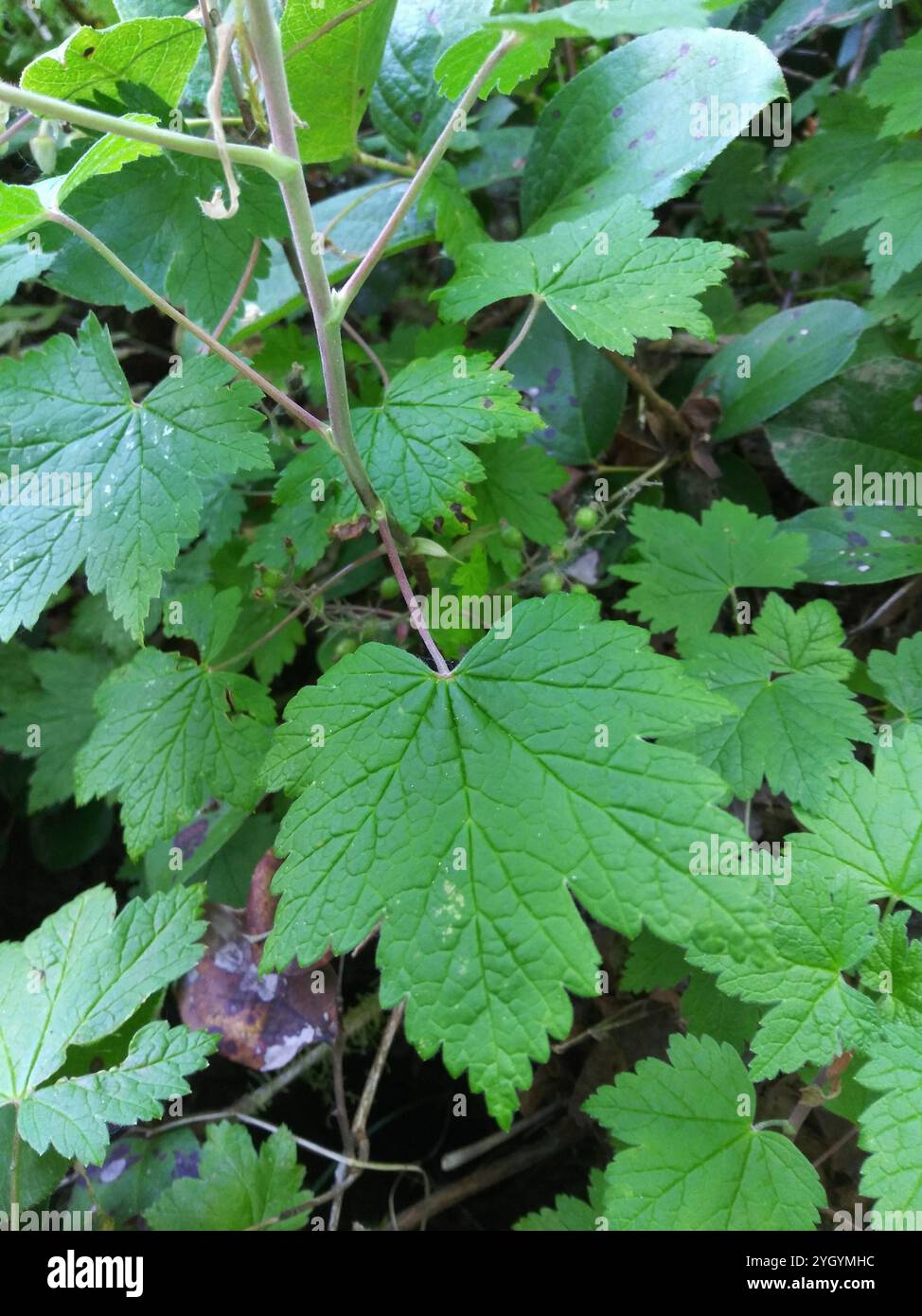 Laxiflorum hi-res stock photography and images - Alamy