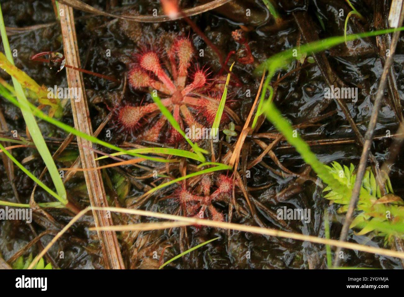 Pink Sundew (Drosera capillaris Stock Photo - Alamy