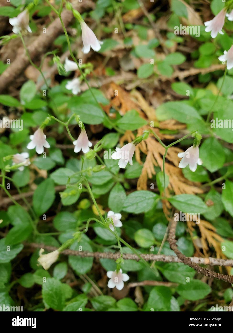 Twinflower (Linnaea borealis Stock Photo - Alamy