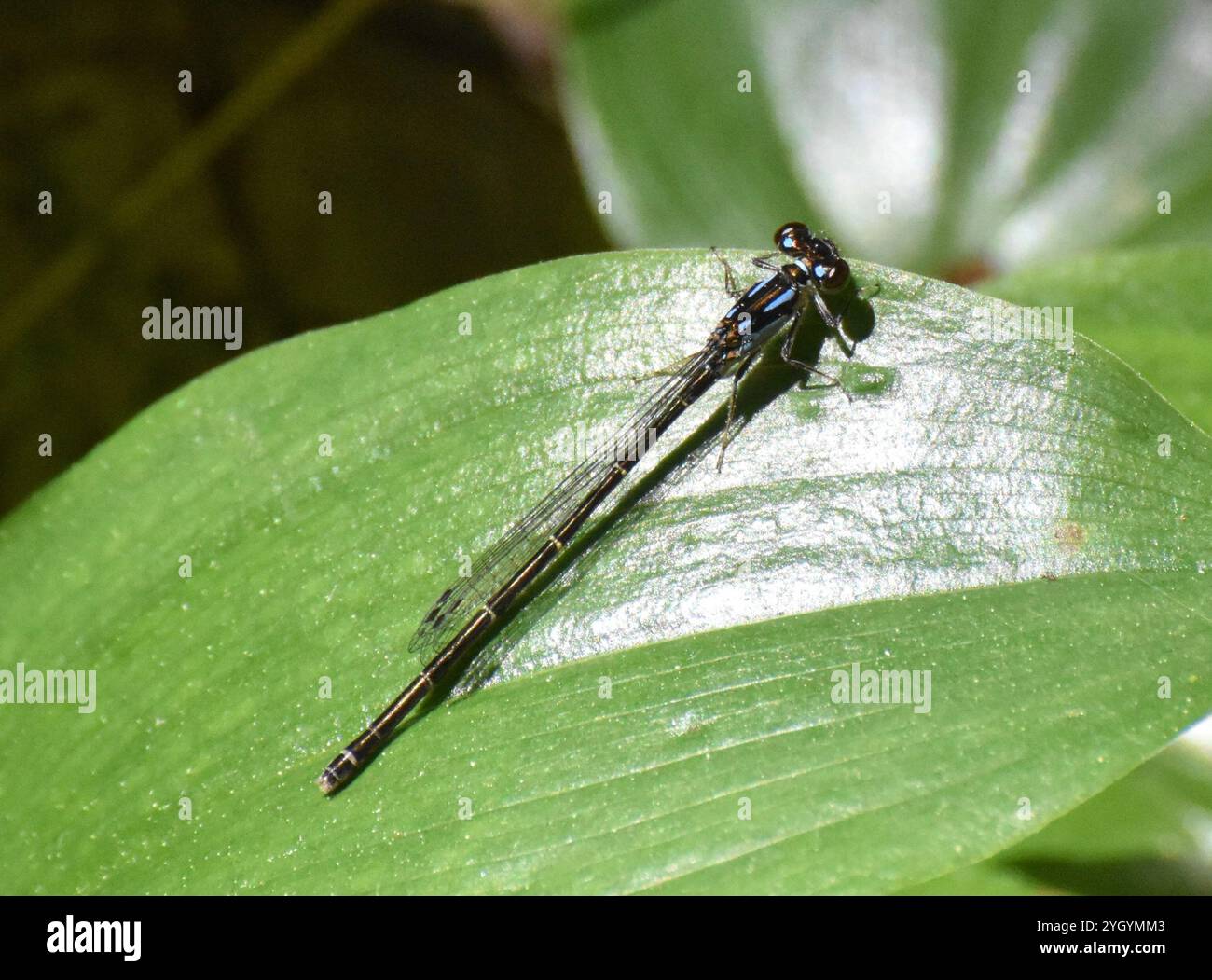 Fragile Forktail (Ischnura posita Stock Photo - Alamy