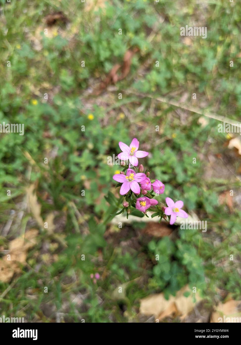 Common centaury (Centaurium erythraea Stock Photo - Alamy