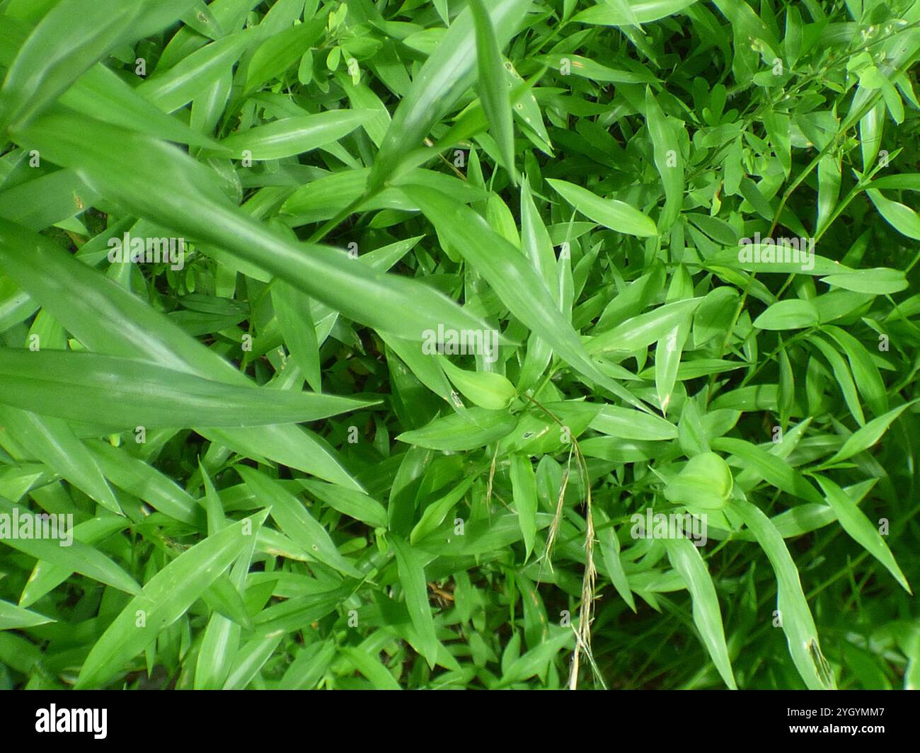 Japanese stiltgrass (Microstegium vimineum Stock Photo - Alamy