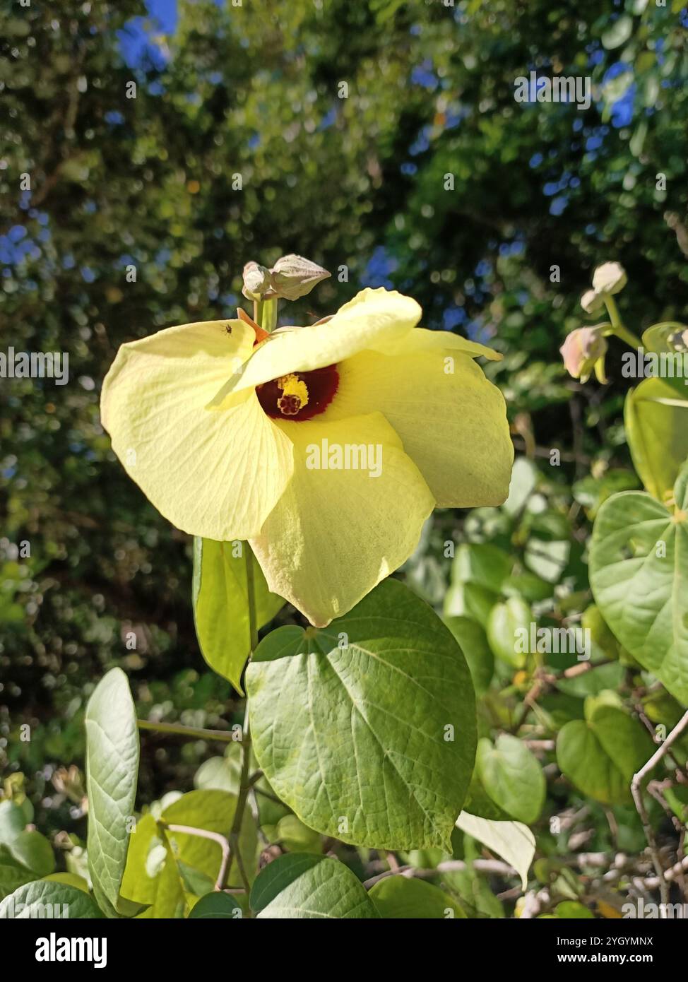 sea hibiscus (Hibiscus tiliaceus Stock Photo - Alamy