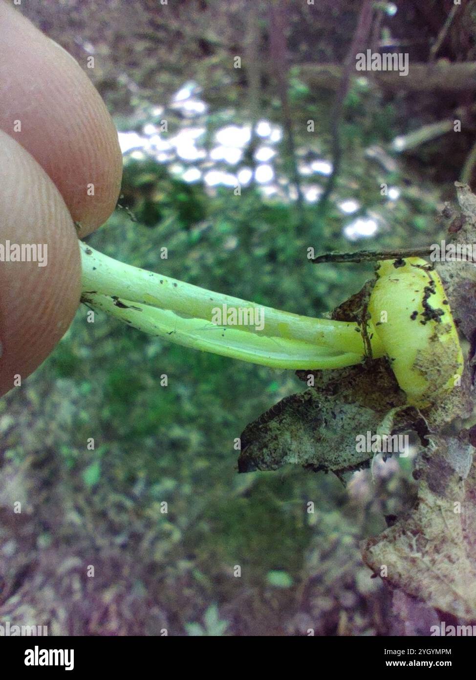 Golden Waxcap (Hygrocybe chlorophana Stock Photo - Alamy