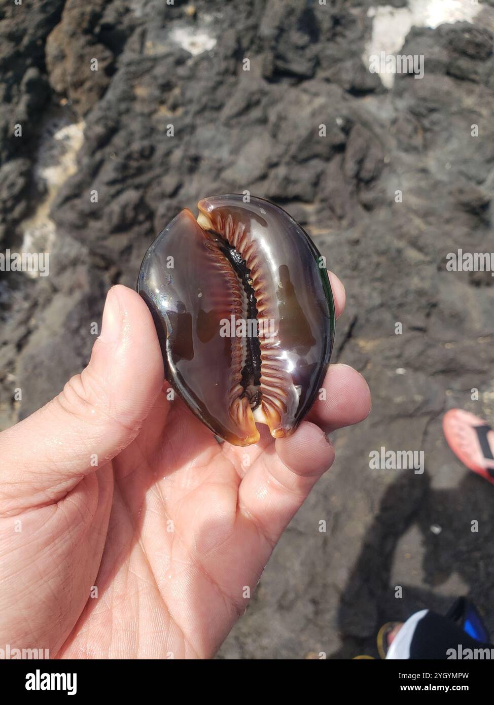Humpback Cowry (Mauritia mauritiana Stock Photo - Alamy