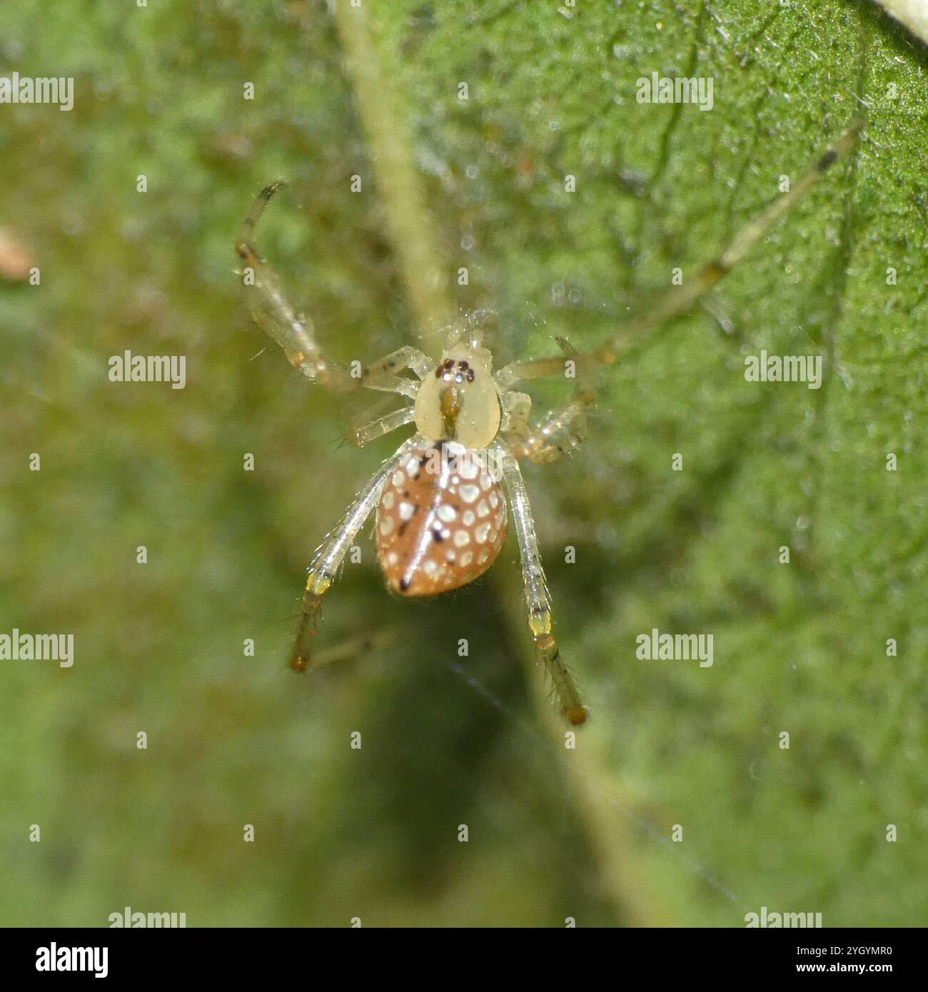 Mirror-ball Spiders (Thwaitesia Stock Photo - Alamy