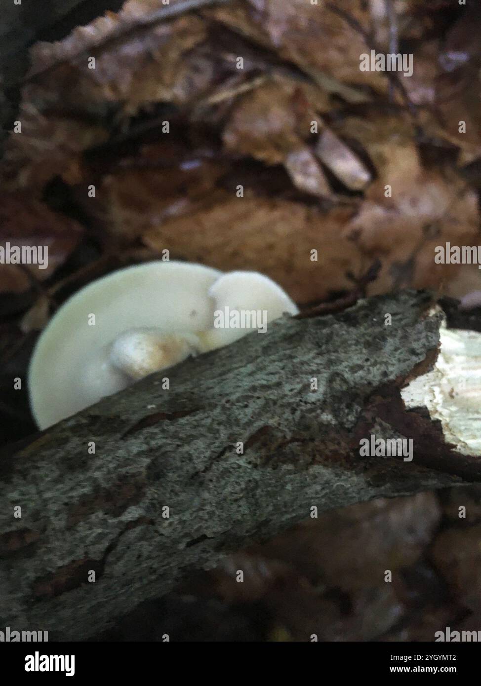 bracket fungi (Polyporaceae Stock Photo - Alamy