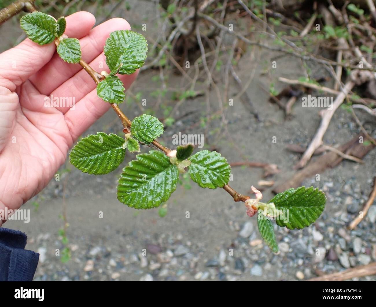 Red Alder (Alnus rubra Stock Photo - Alamy