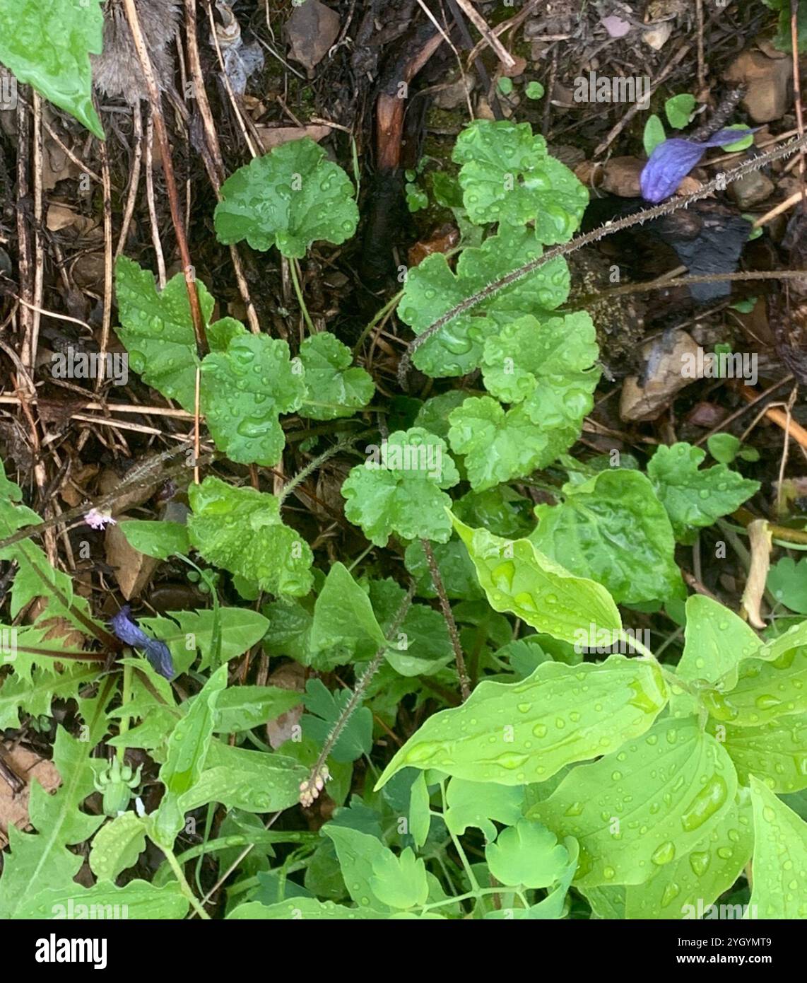 Three-toothed Mitrewort (Ozomelis trifida Stock Photo - Alamy