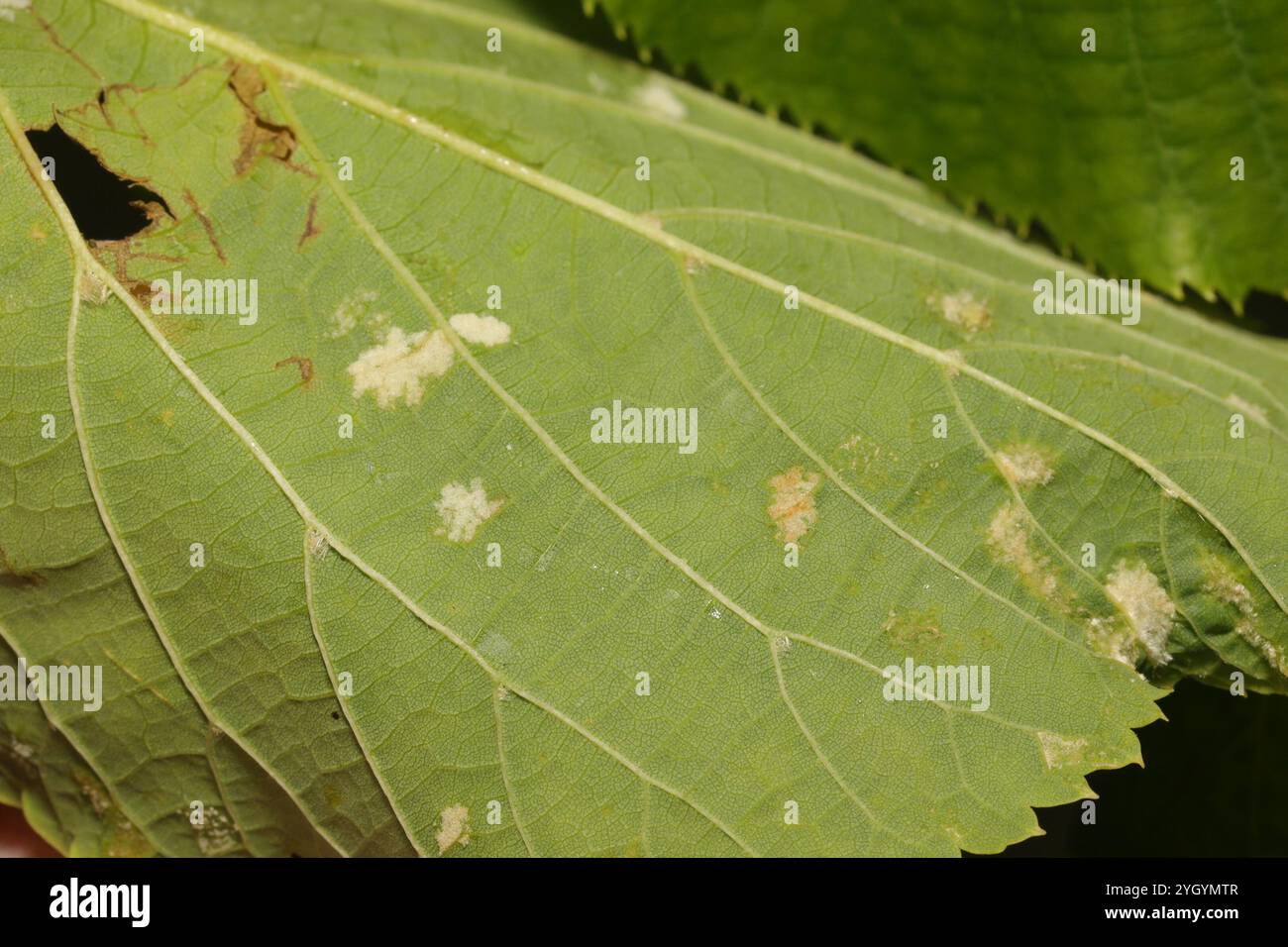 Lime felt gall mite hi-res stock photography and images - Alamy