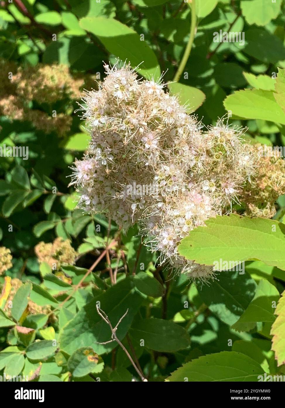 Pyramidal Spirea (Spiraea × pyramidata Stock Photo - Alamy