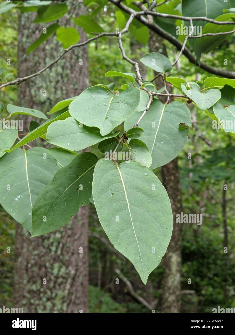 American persimmon (Diospyros virginiana Stock Photo - Alamy