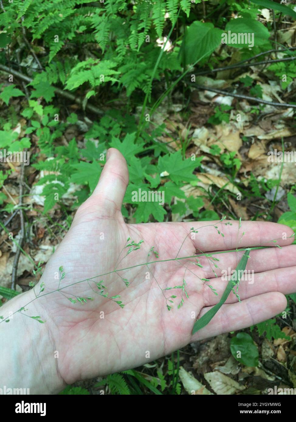 Wood Millet (Milium effusum Stock Photo - Alamy