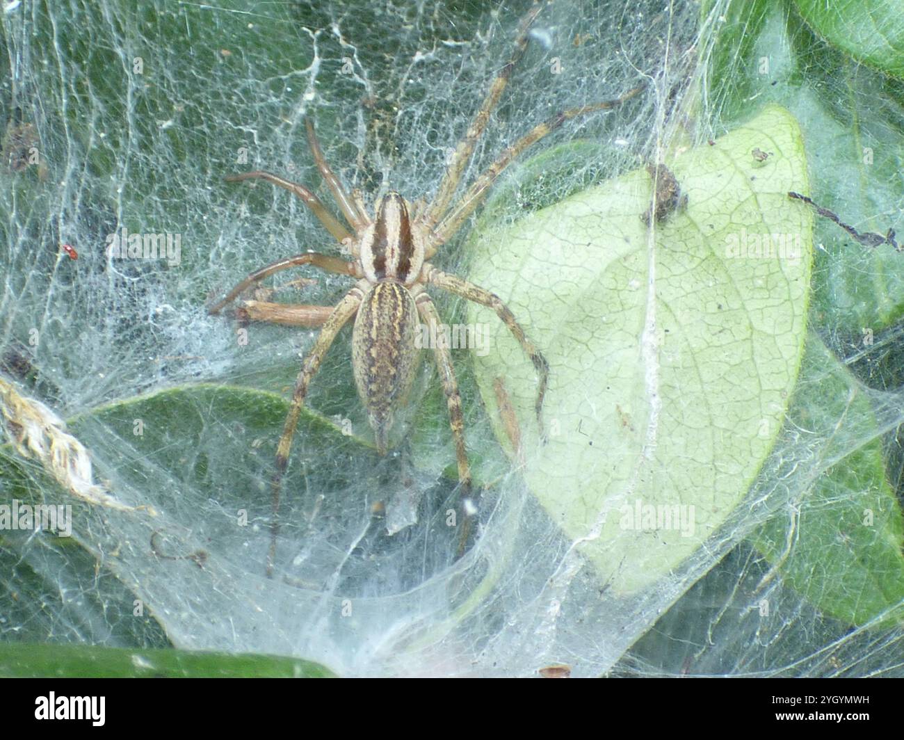 Grass Spiders (Agelenopsis Stock Photo - Alamy