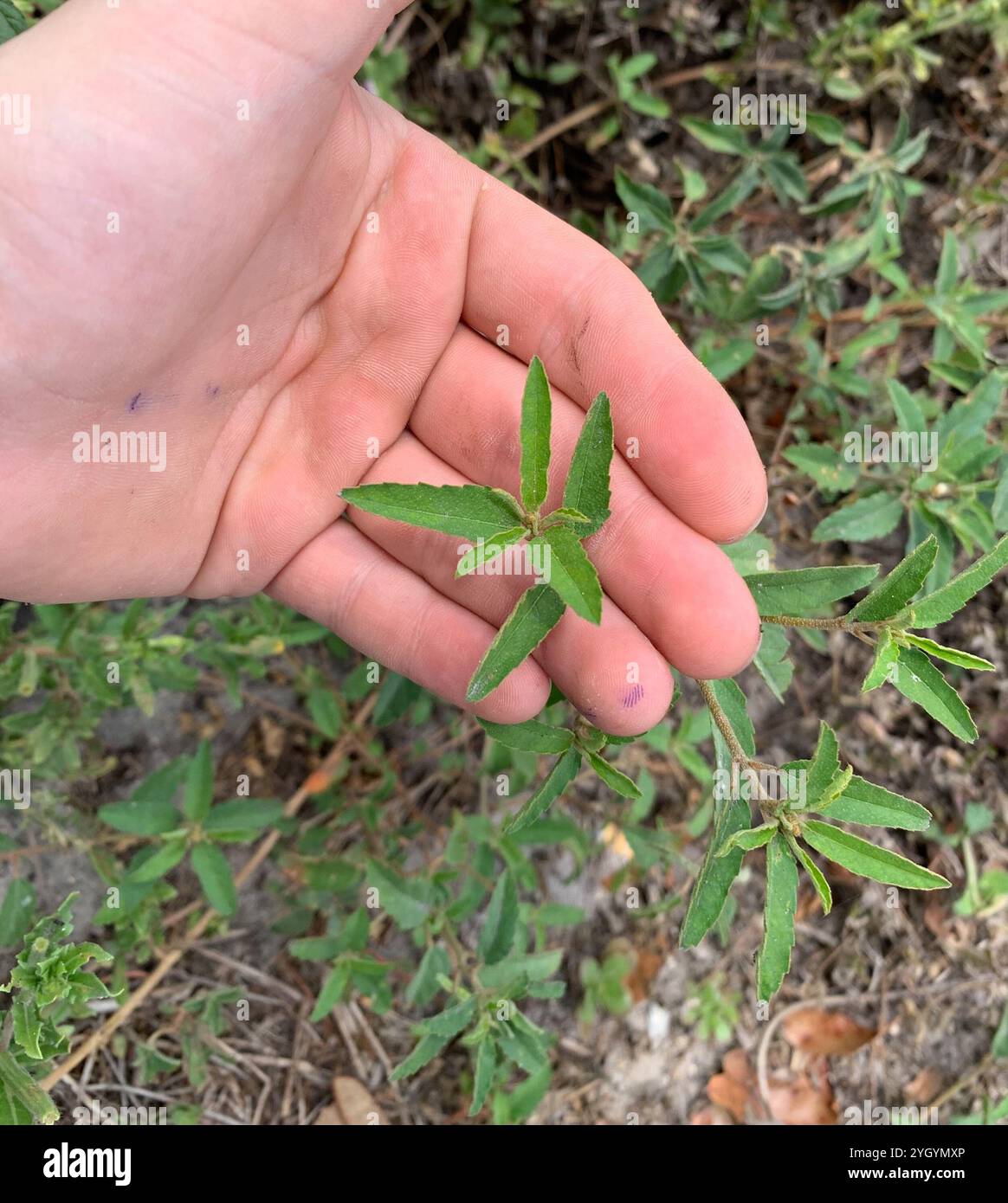 sand croton (Croton glandulosus septentrionalis Stock Photo - Alamy