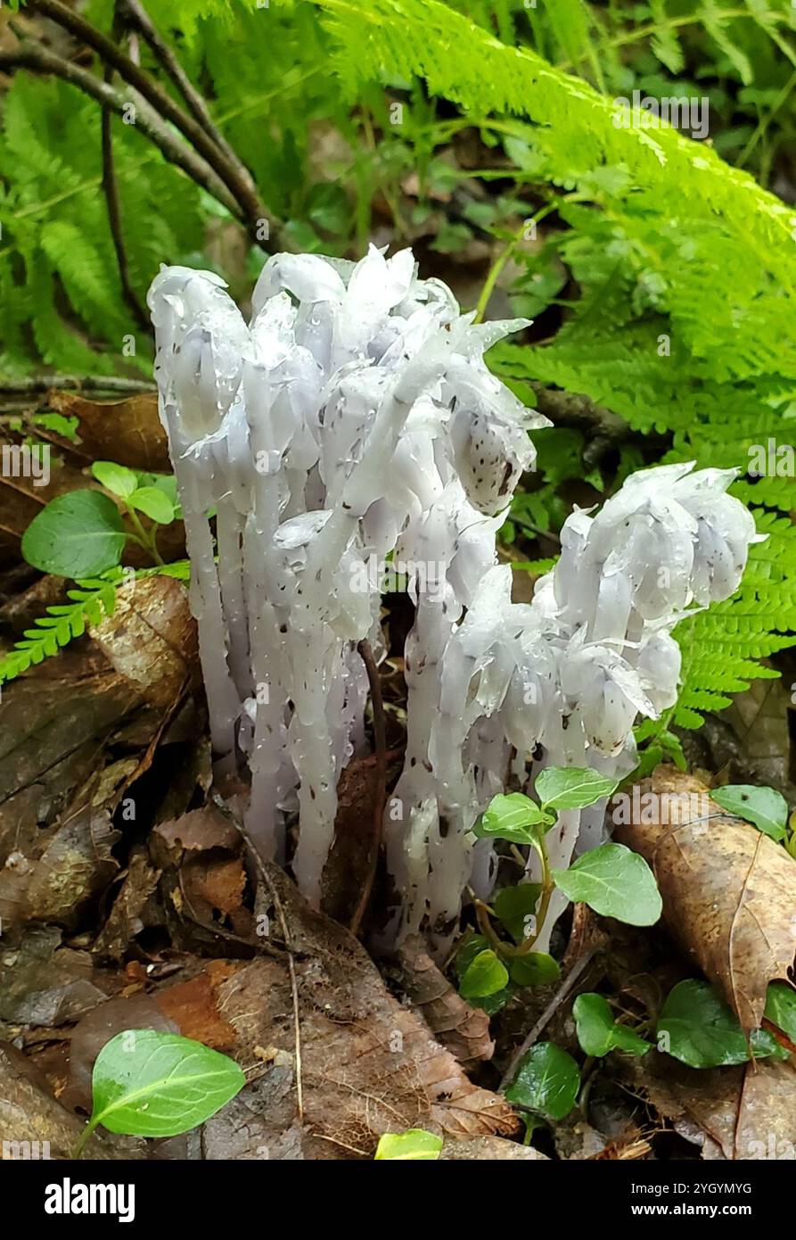 Ghost Pipe (Monotropa uniflora Stock Photo - Alamy