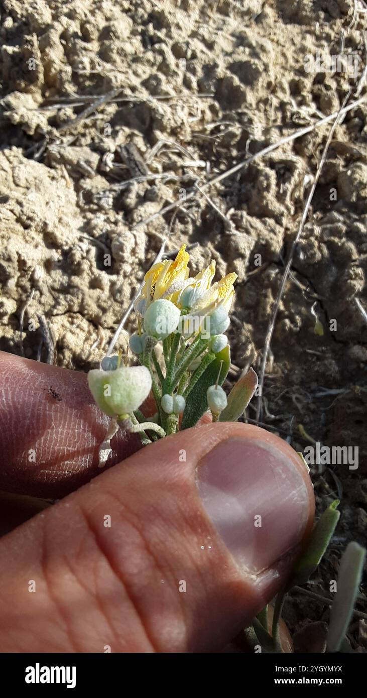 Double Twinpod (Physaria didymocarpa Stock Photo - Alamy