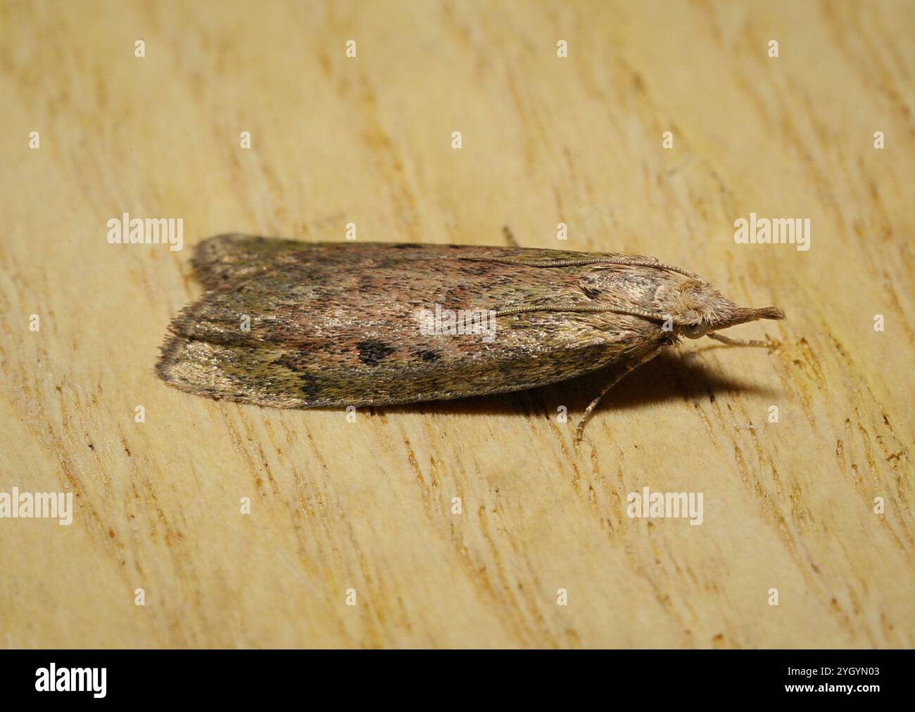 Bee Moth (Aphomia sociella Stock Photo - Alamy